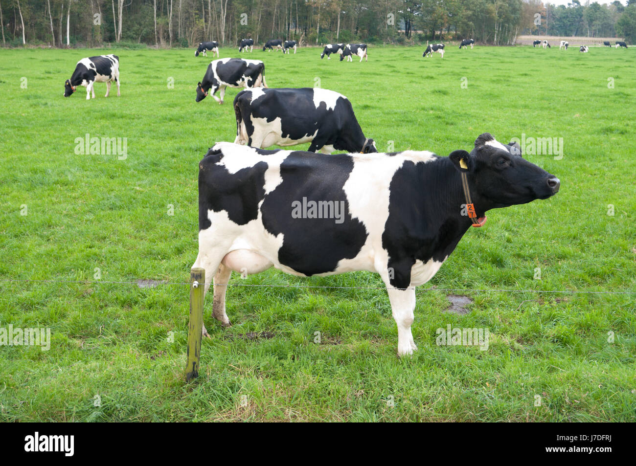 animal agriculture farming livestock cows cattle frisian rural peasant ...