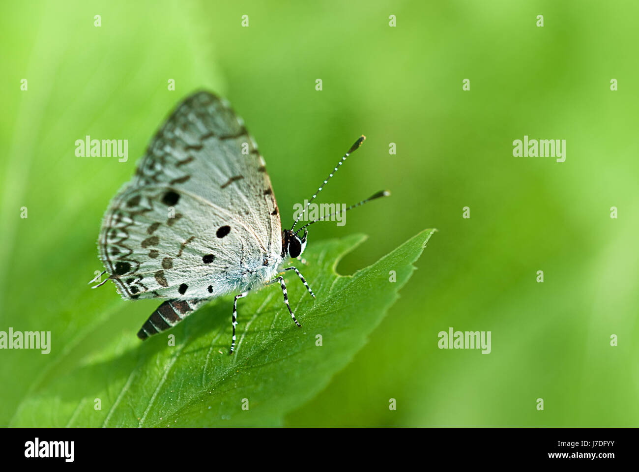 biodiversity blue boeticus butterfly flutter insect lampides ...