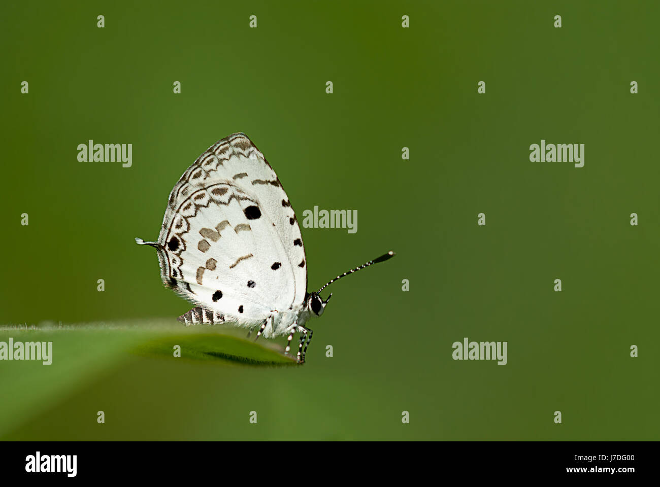 biodiversity blue boeticus butterfly flutter insect lampides ...