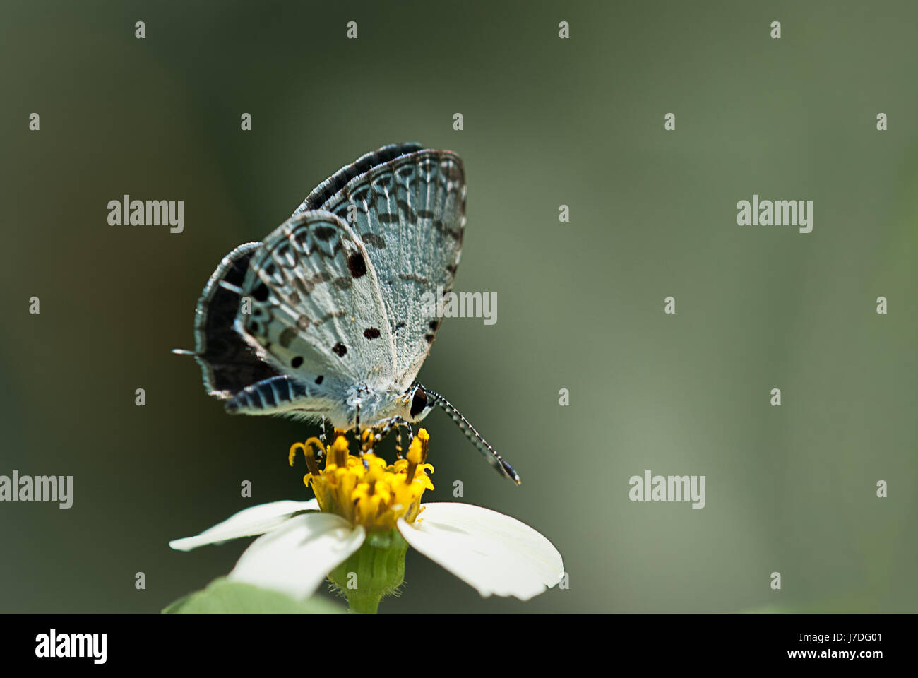 biodiversity blue boeticus butterfly flutter insect lampides ...