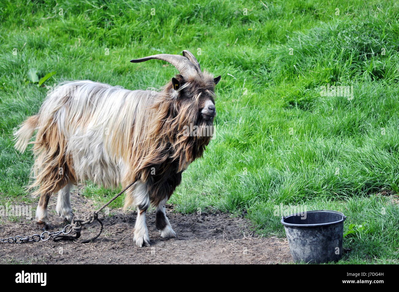animal goat chain wool chained backdrop background animal mammal ...