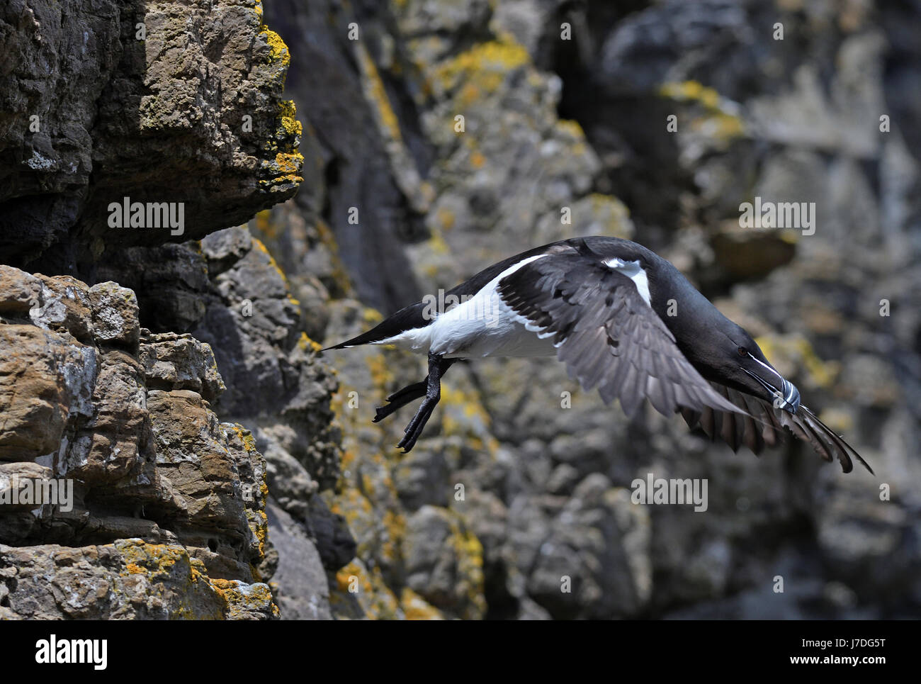 razorbill;alca torda;flying;in flight;caithness;scotland Stock Photo ...