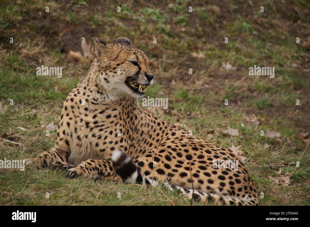 show your teeth Stock Photo - Alamy