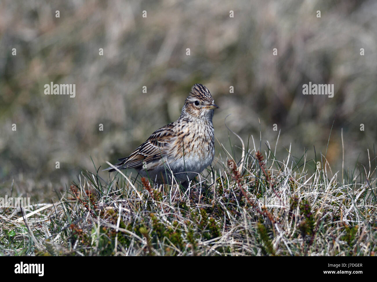 Dunnet head bird hi-res stock photography and images - Alamy