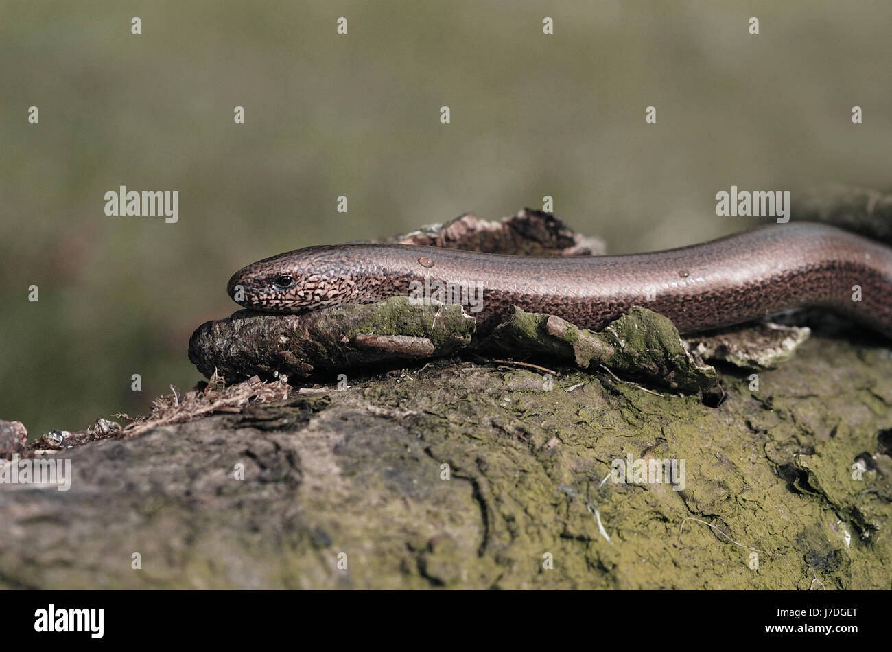 slow-worm;anguis fragilis;on log;cairngorms national park;highlands ...