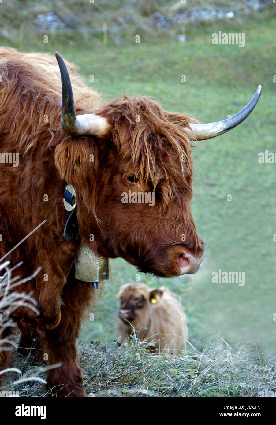 galloway cattle a Stock Photo - Alamy