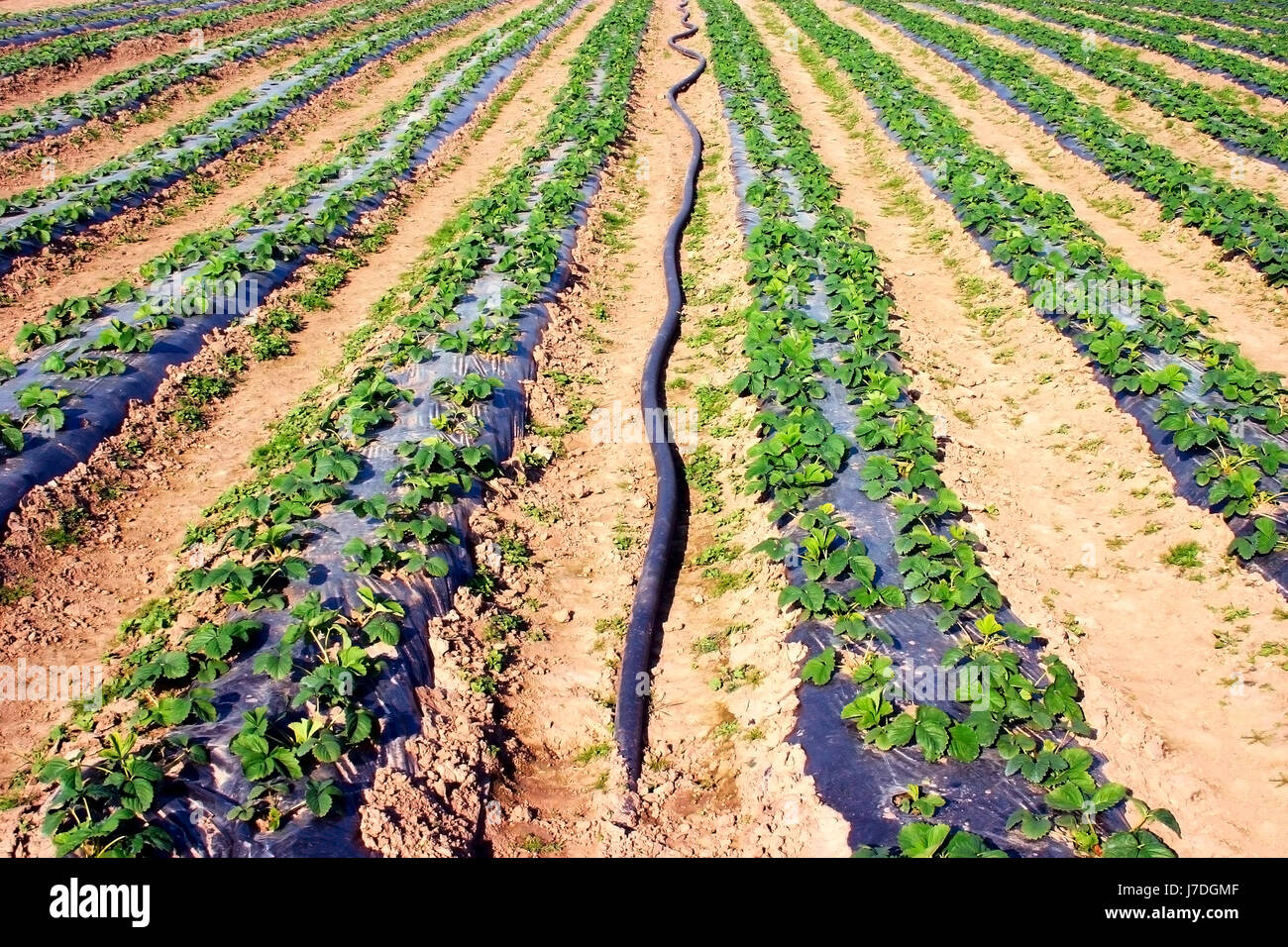agriculture farming field strawberry growth farmland watering ...