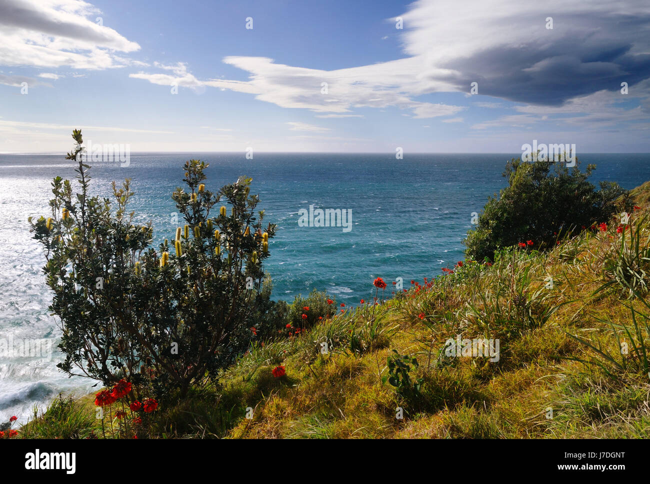 flowers on the bay of byron bay Stock Photo - Alamy