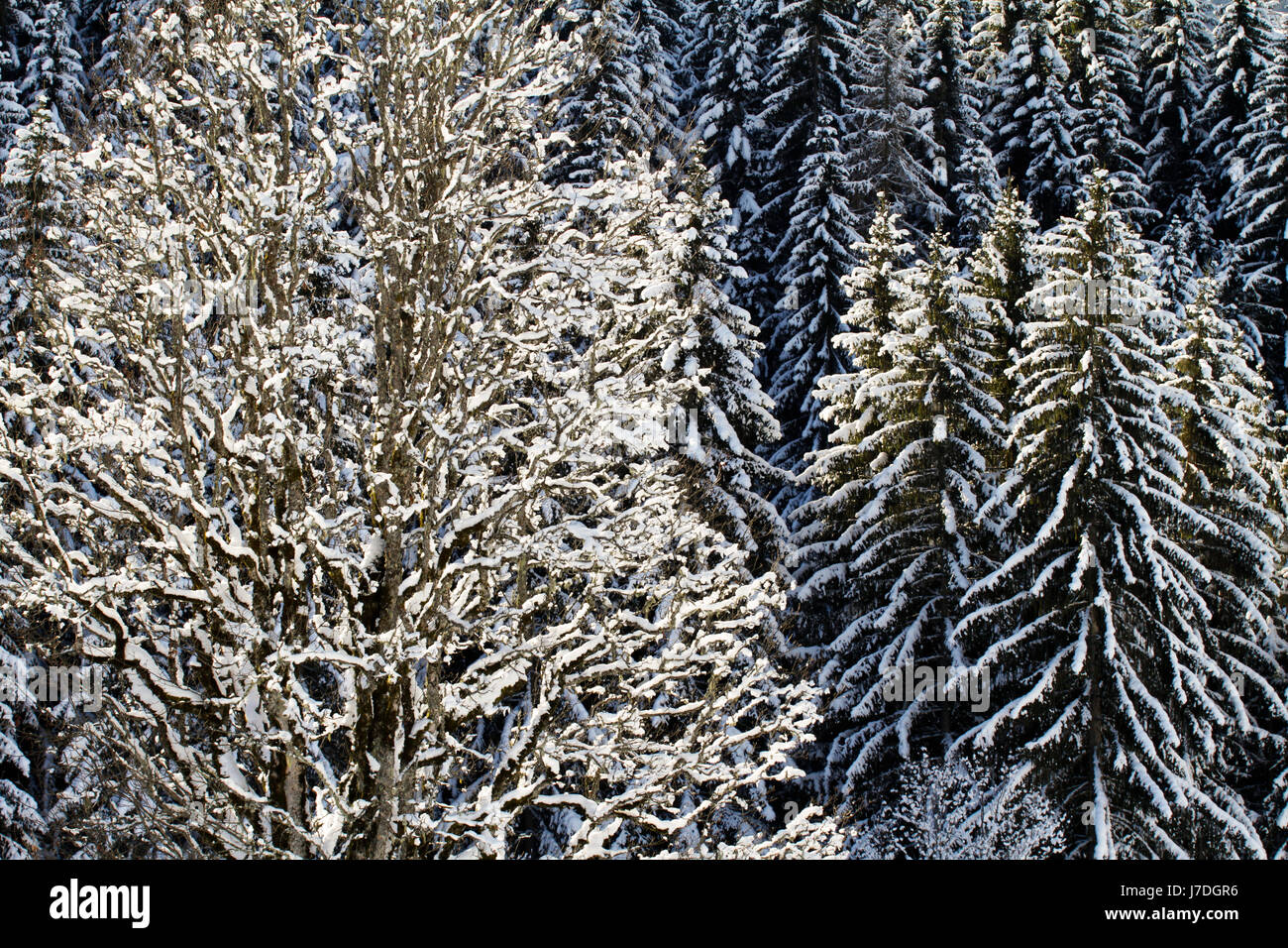 maple in snow Stock Photo - Alamy