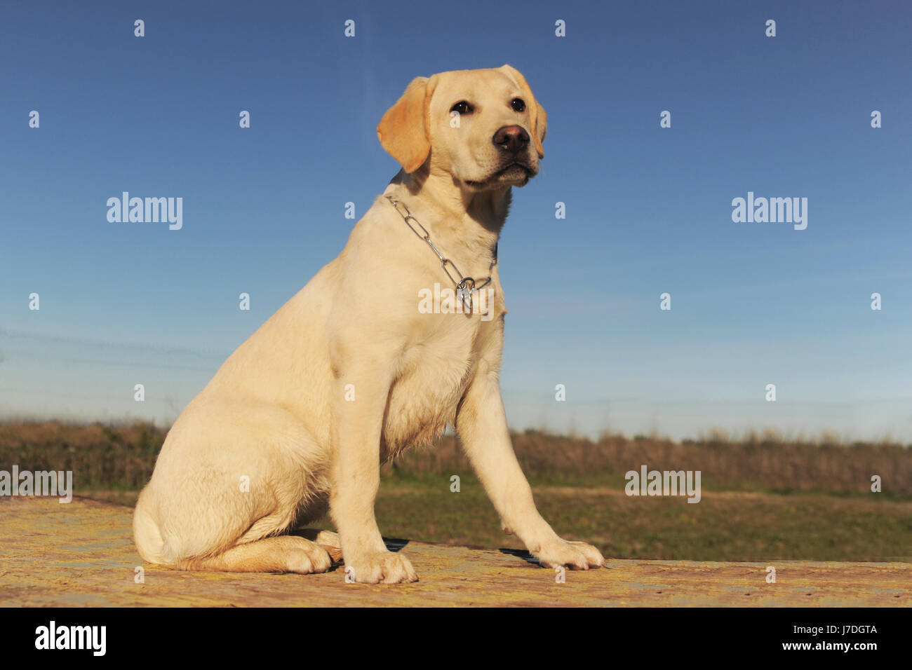 dog puppy labrador blue animal pet portrait small tiny little short ...