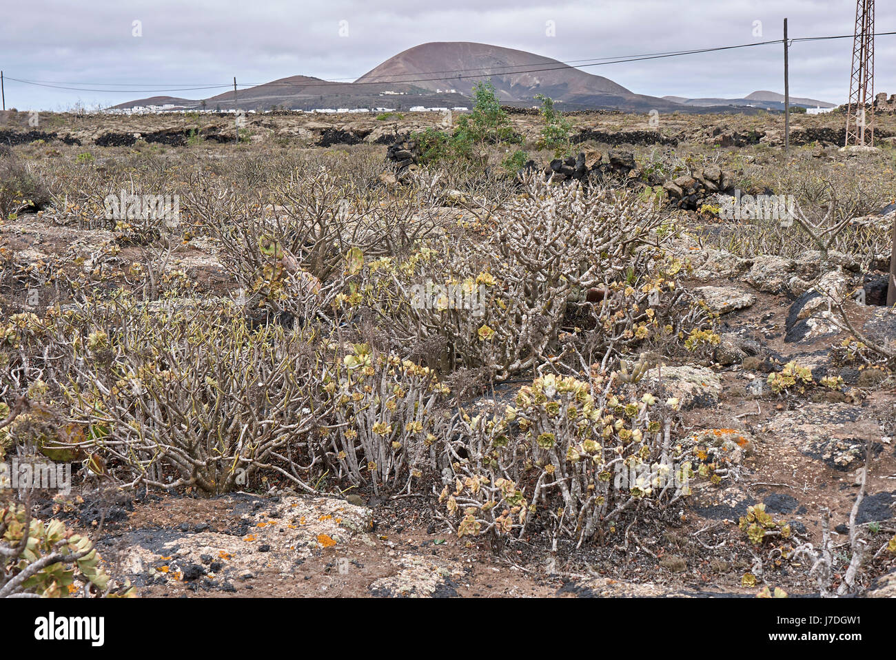 flora in Lanzarote island Stock Photo - Alamy