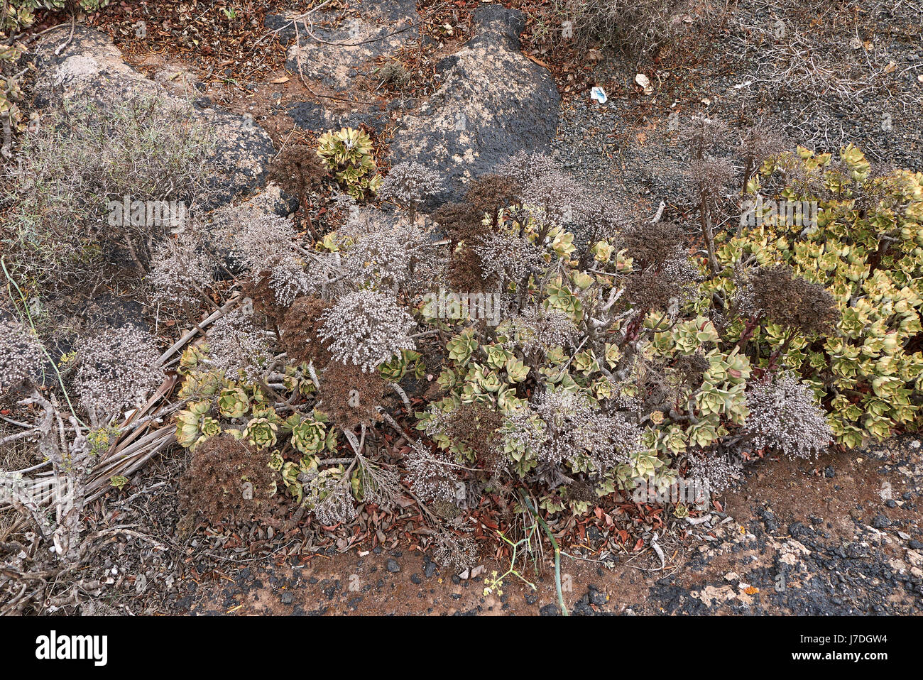 flora in Lanzarote island Stock Photo - Alamy