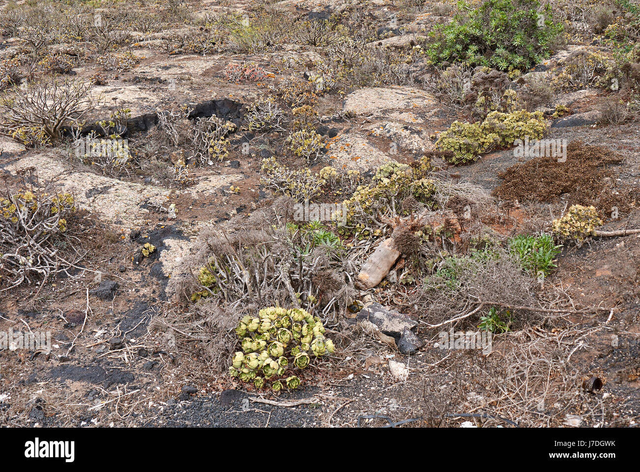 flora in Lanzarote island Stock Photo - Alamy