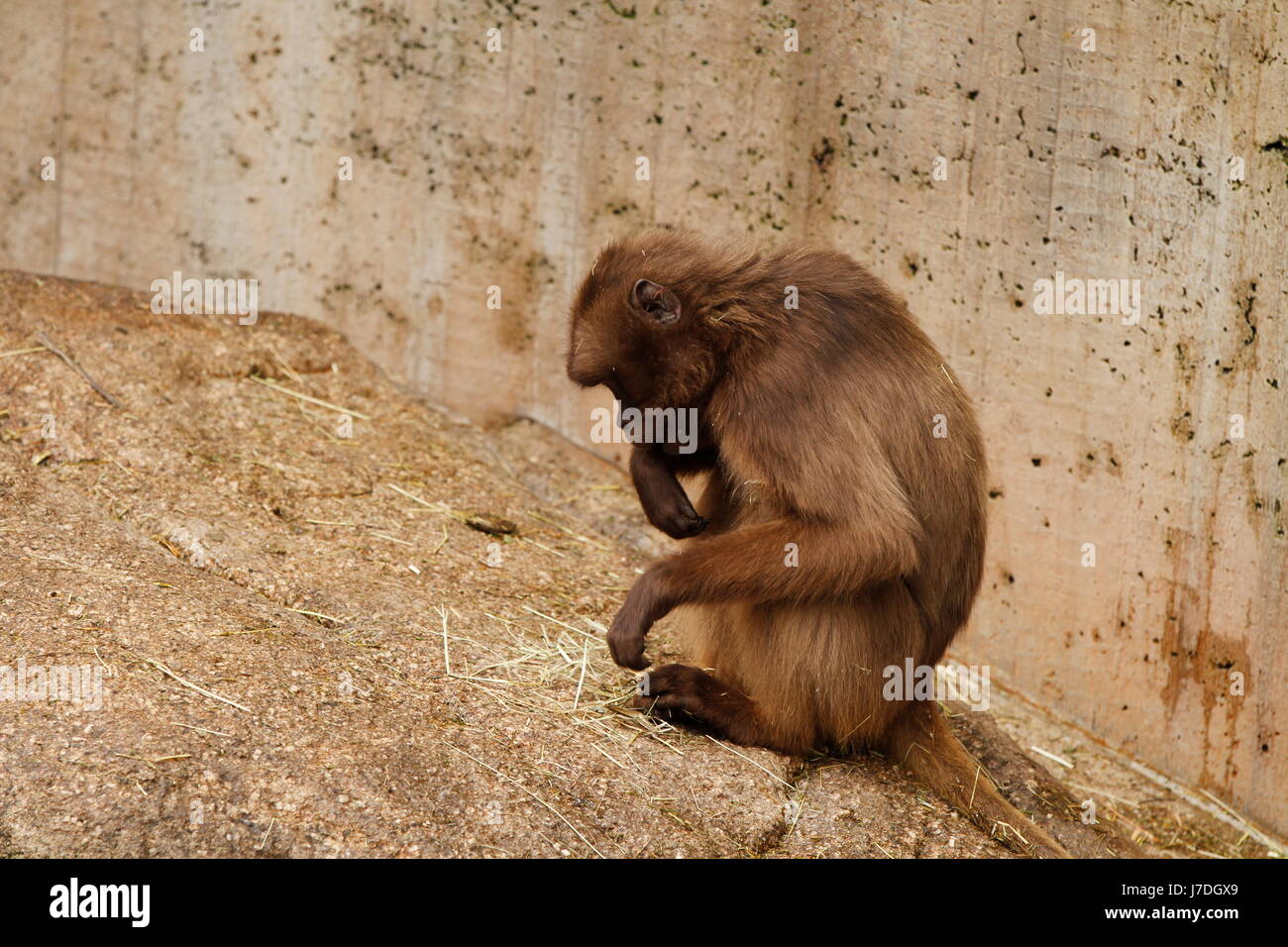 japanmakake in close Stock Photo - Alamy