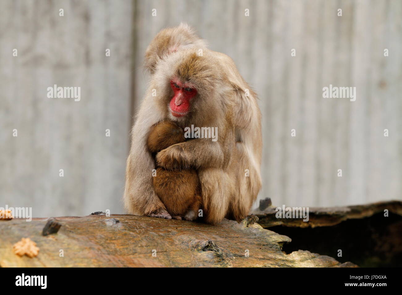 japanmakake in close Stock Photo - Alamy