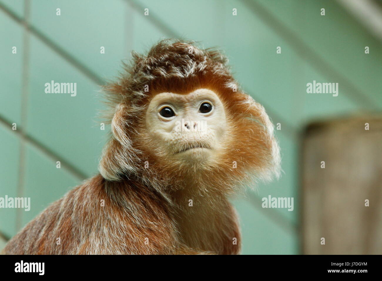 Langure High Resolution Stock Photography and Images - Alamy