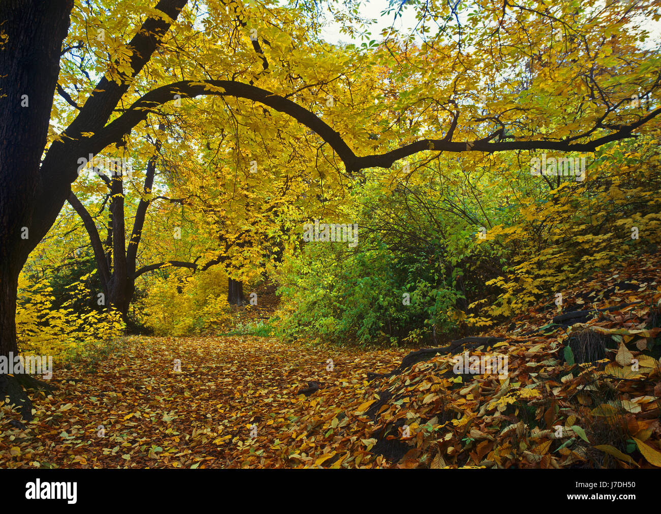 leaf tree park colorful fall autumn walk go going walking beautiful ...