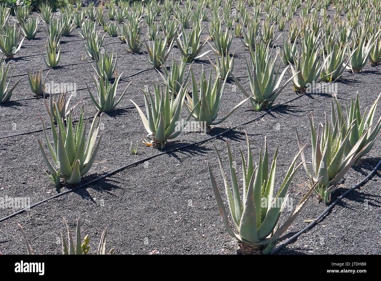 Aloe museum hi-res stock photography and images - Alamy