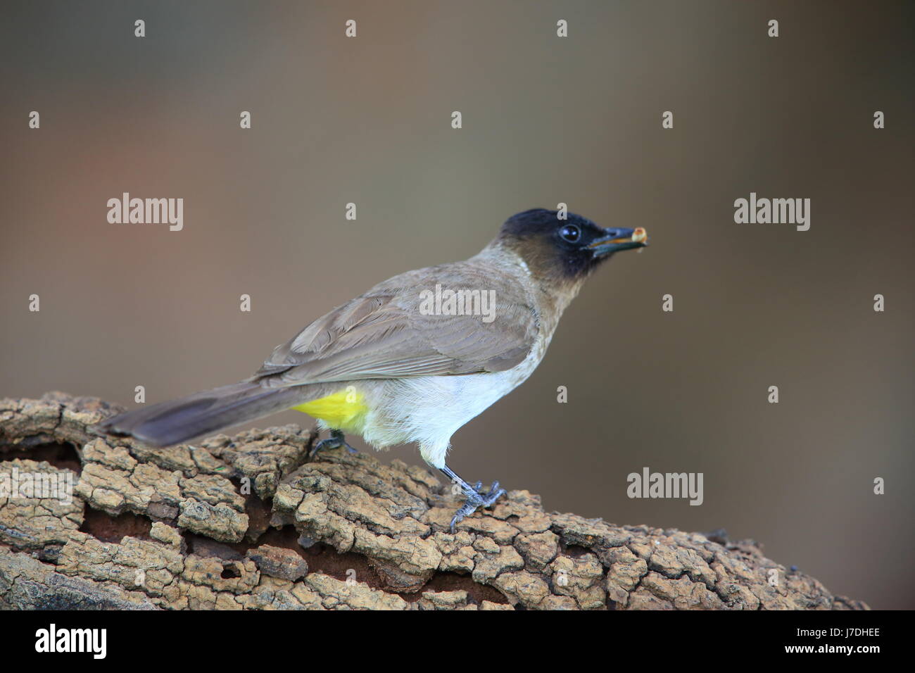 Dark-capped bulbul (Pycnonotus tricolor) in Zambia Stock Photo - Alamy