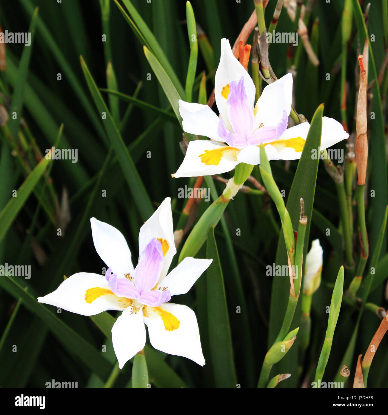california white lilies Stock Photo - Alamy