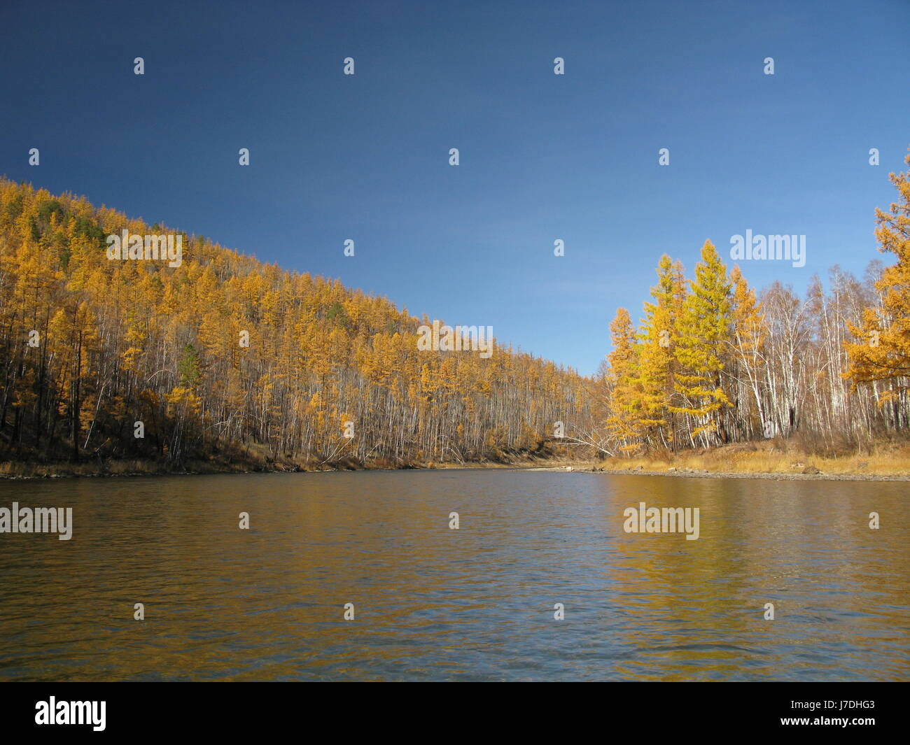 leaf travel tree park ground soil earth humus brown brownish brunette ...