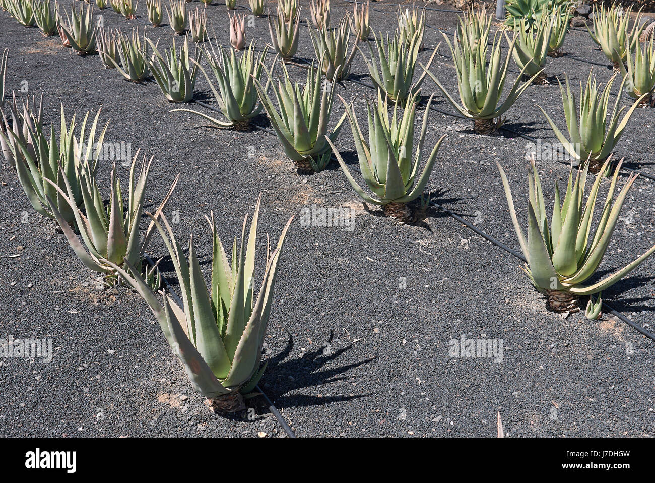Aloe vera plantation Stock Photo - Alamy