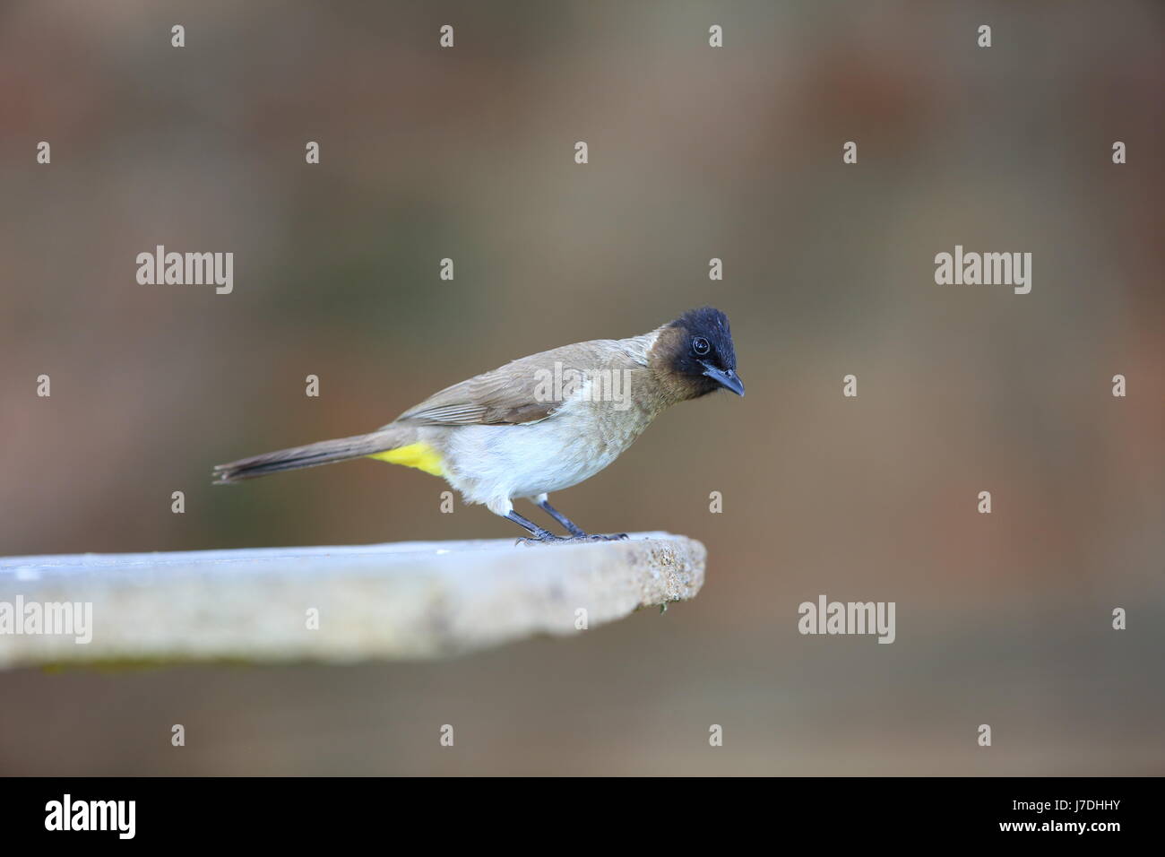 Dark-capped bulbul (Pycnonotus tricolor) in Zambia Stock Photo - Alamy