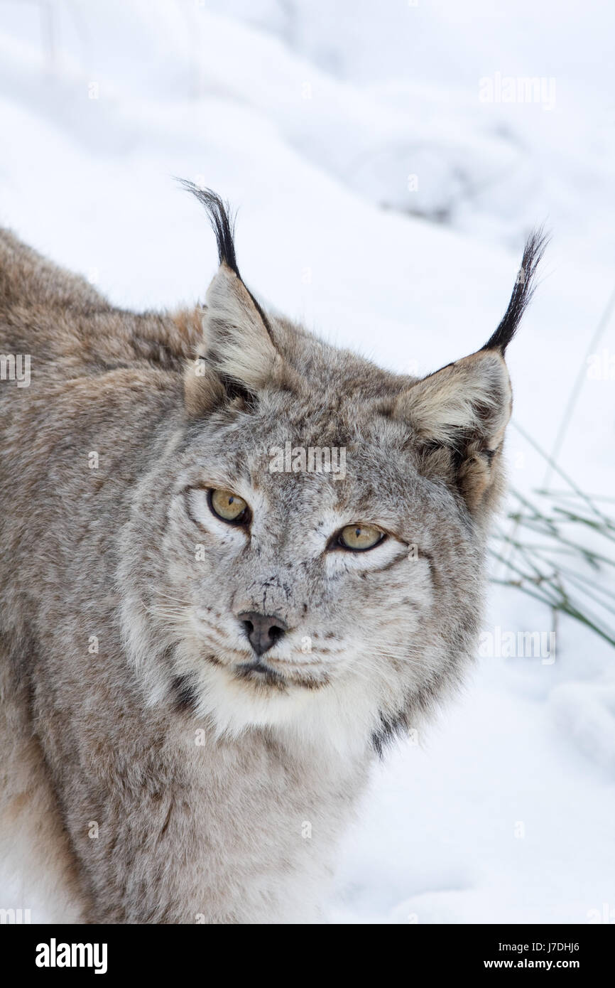 Quotlynx lynxquot hi-res stock photography and images - Alamy