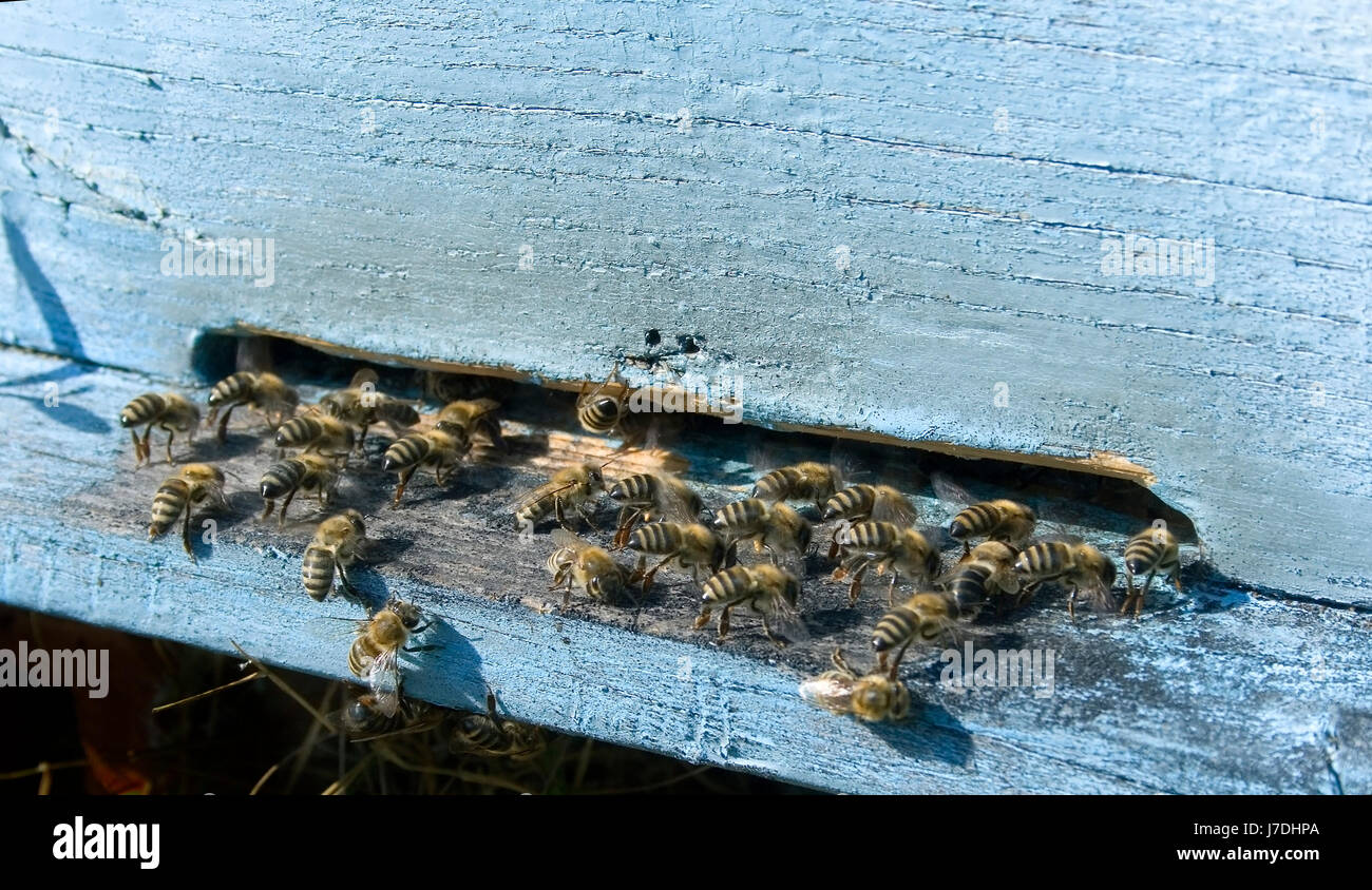 blue beehive busy insect bee blue humans human beings people folk ...