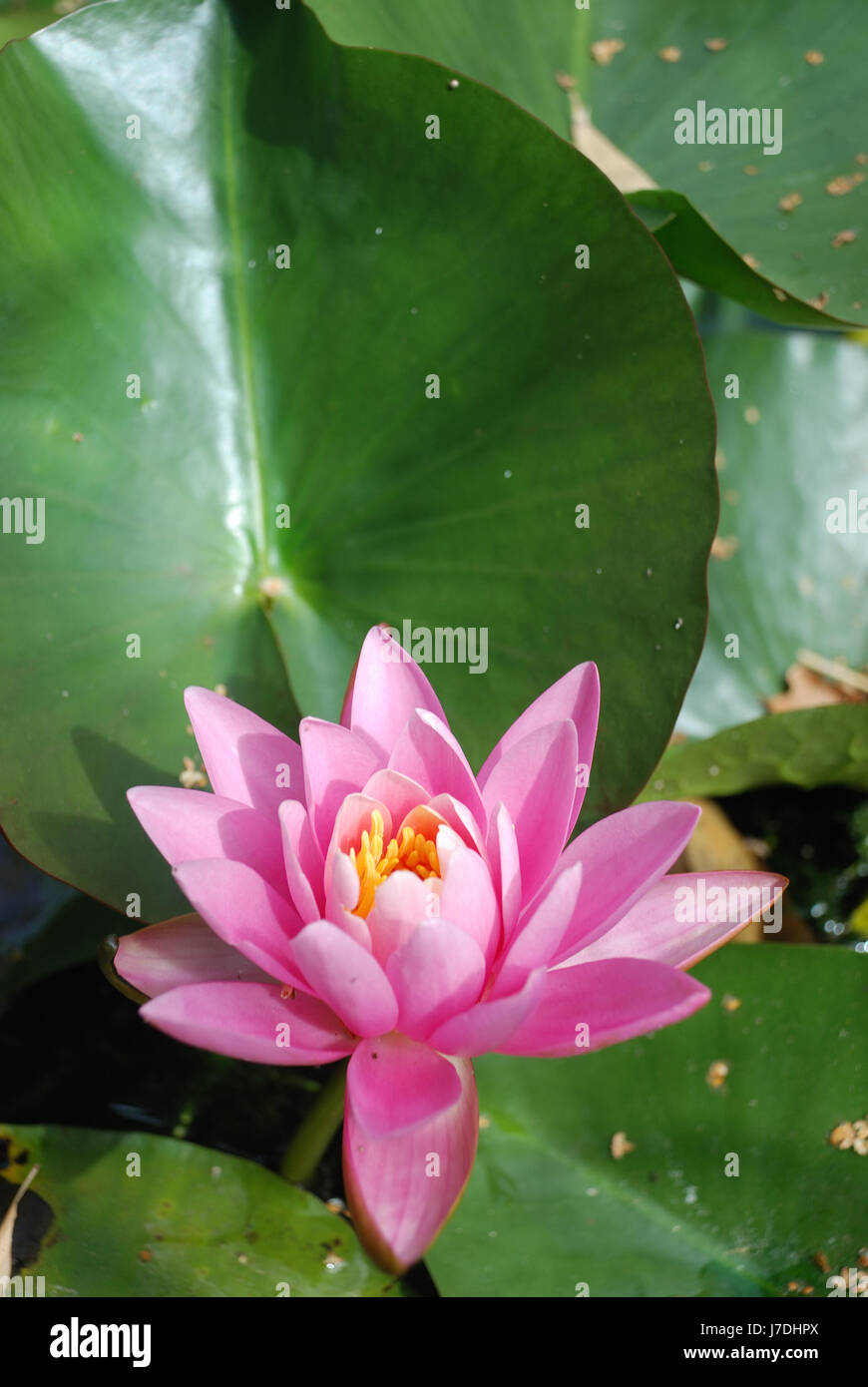flower plant float petals fresh water pond water swimmer pink pool ...