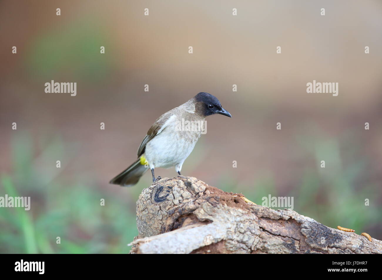 Dark-capped bulbul (Pycnonotus tricolor) in Zambia Stock Photo - Alamy