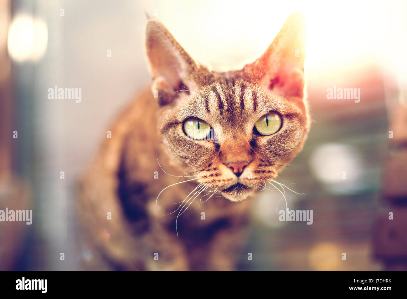 Devon Rex purebred domestic cat looking at you Stock Photo - Alamy