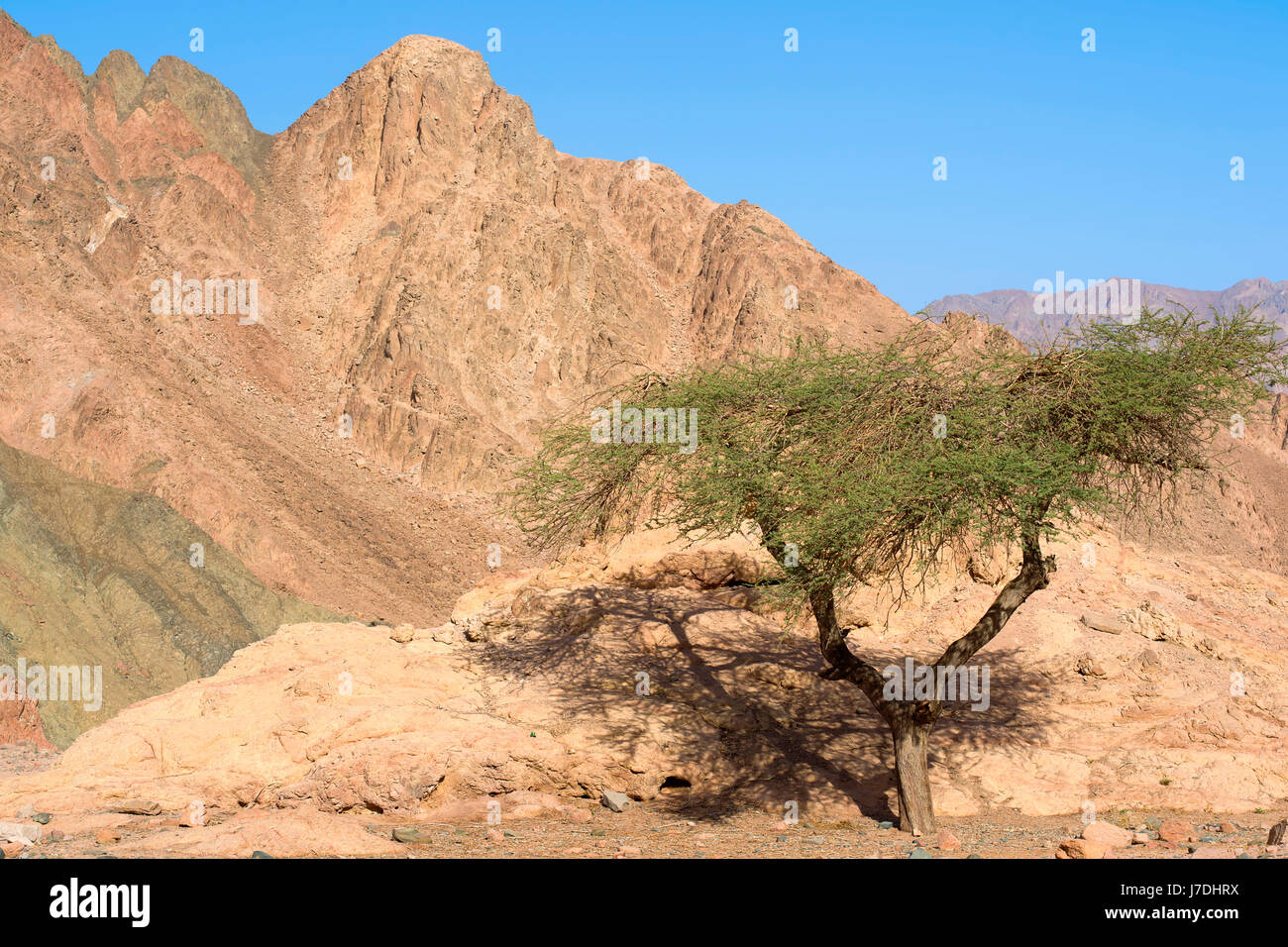 thorn acacia in sinai Stock Photo - Alamy