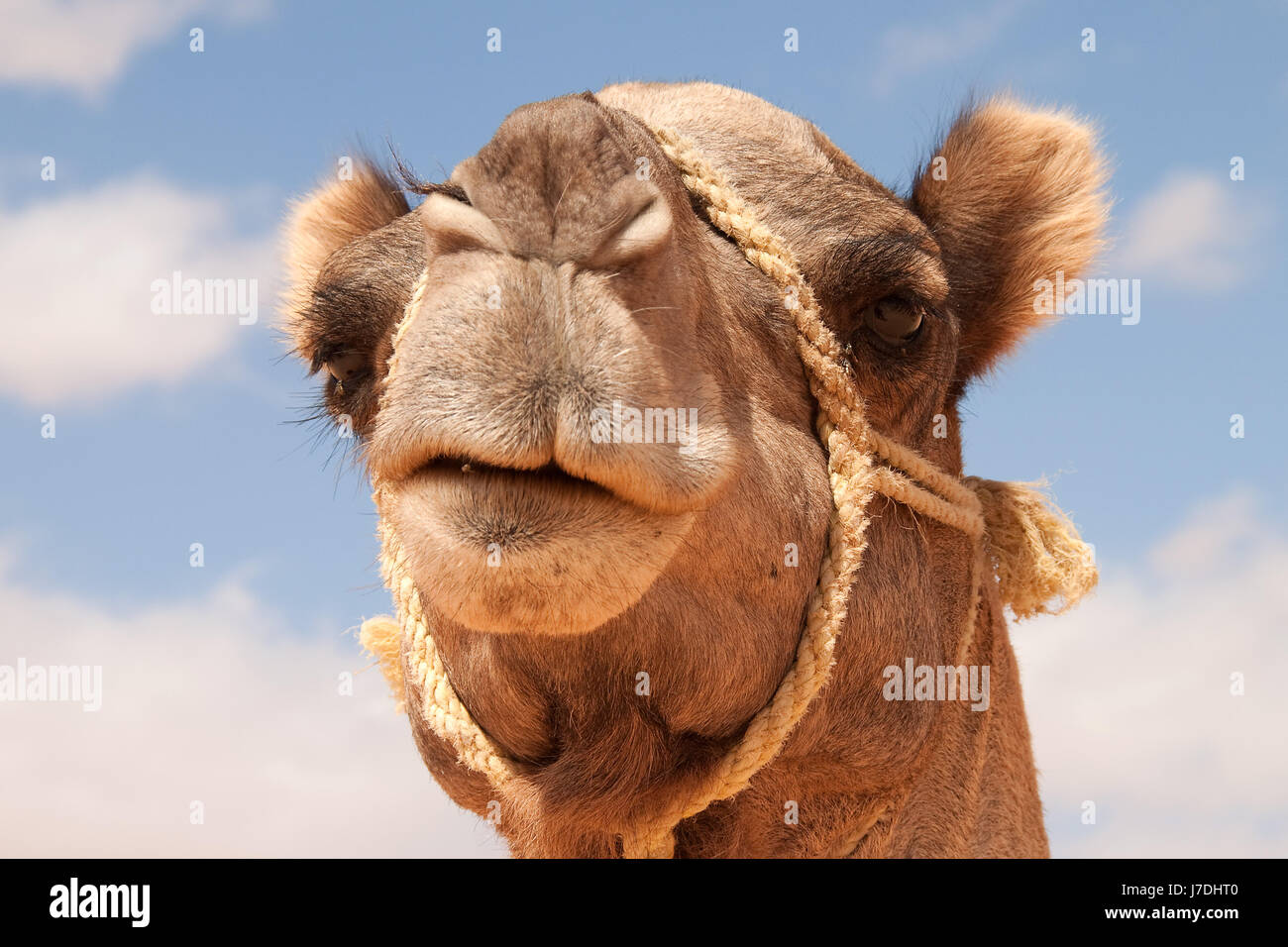 head of a dromedary,camel Stock Photo - Alamy