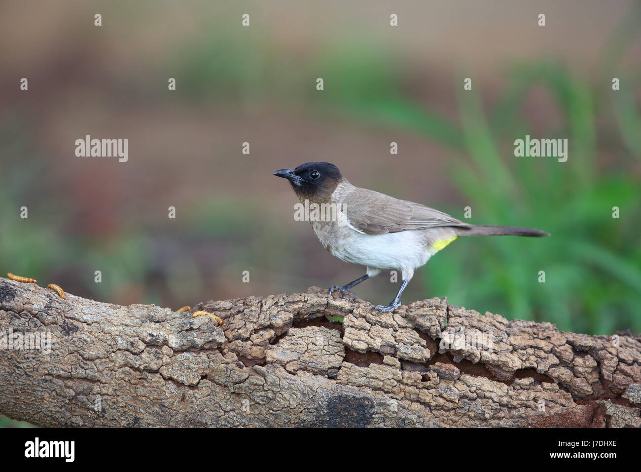 Dark-capped bulbul (Pycnonotus tricolor) in Zambia Stock Photo - Alamy