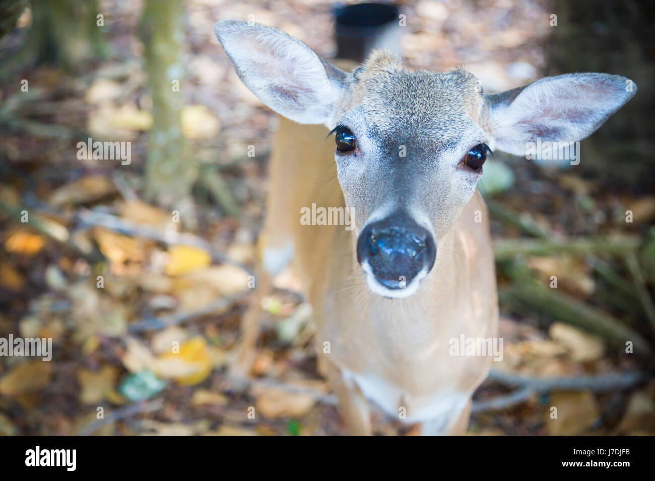 Key deer grazing and gazing, National Key Deer Refuge Key Deer, Big ...