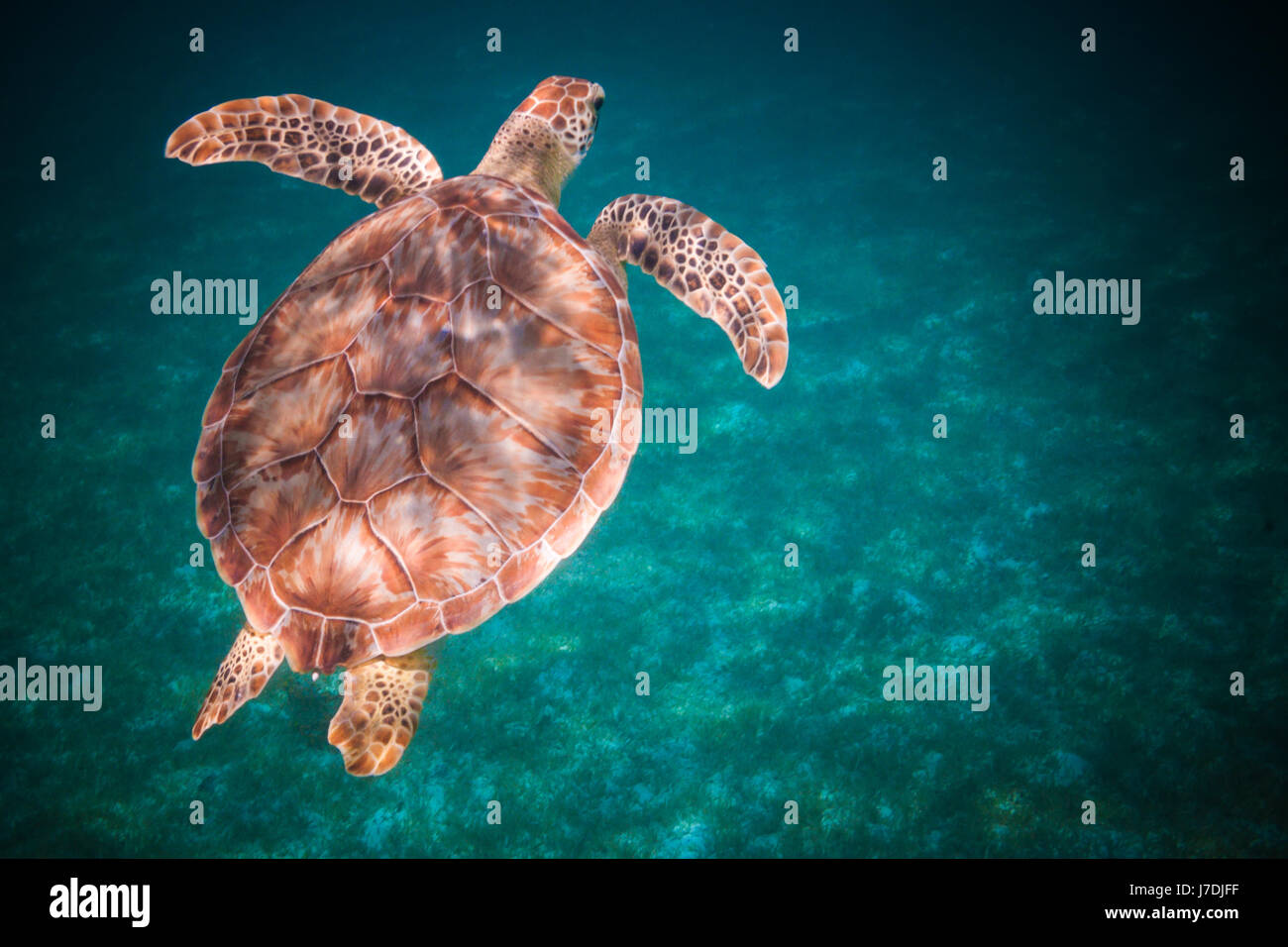 Looking down at green sea turtle swimming in harbor of St. John, Virgin ...