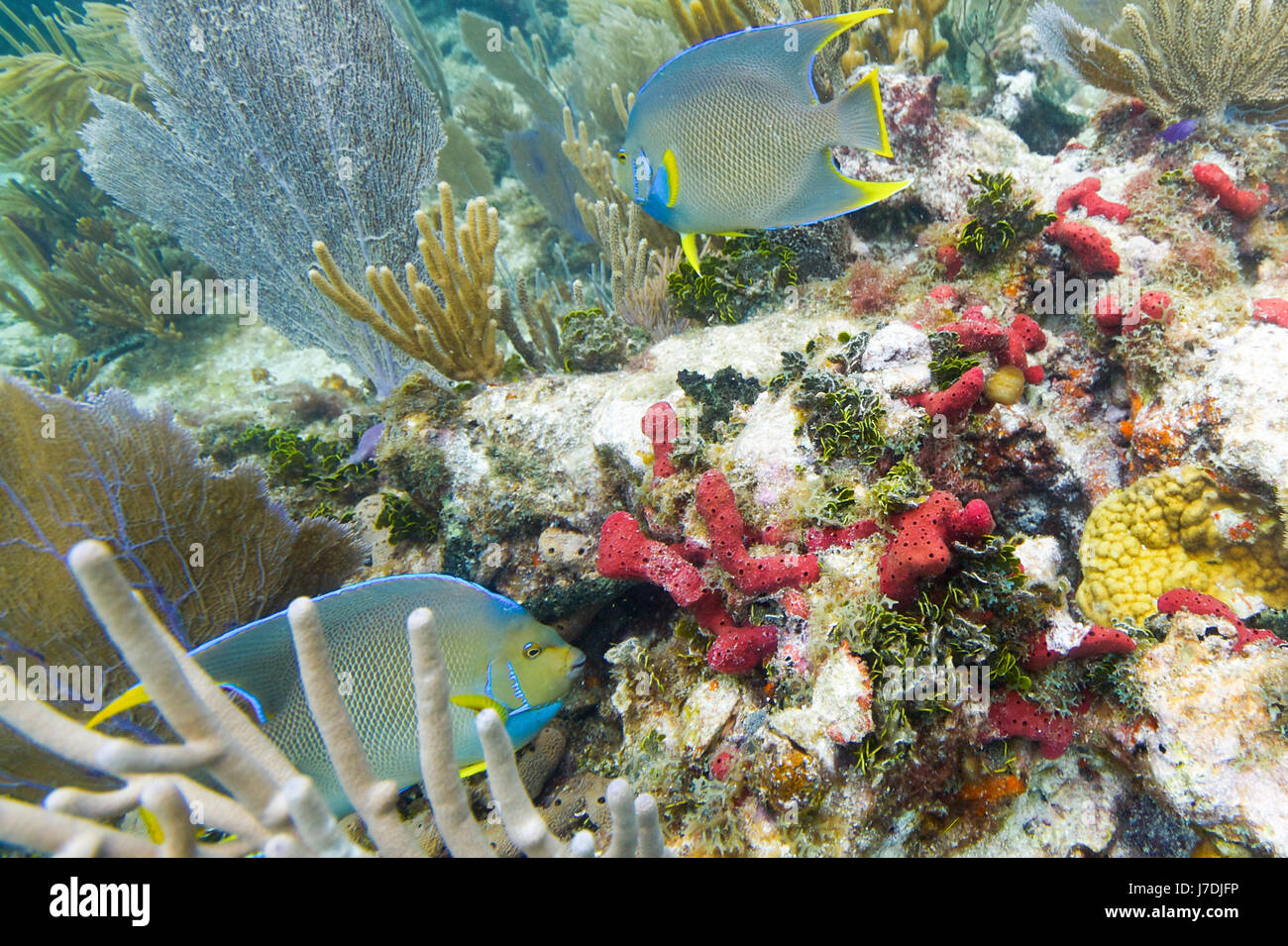 Two queen angelfish swimming around the coral reef Stock Photo - Alamy