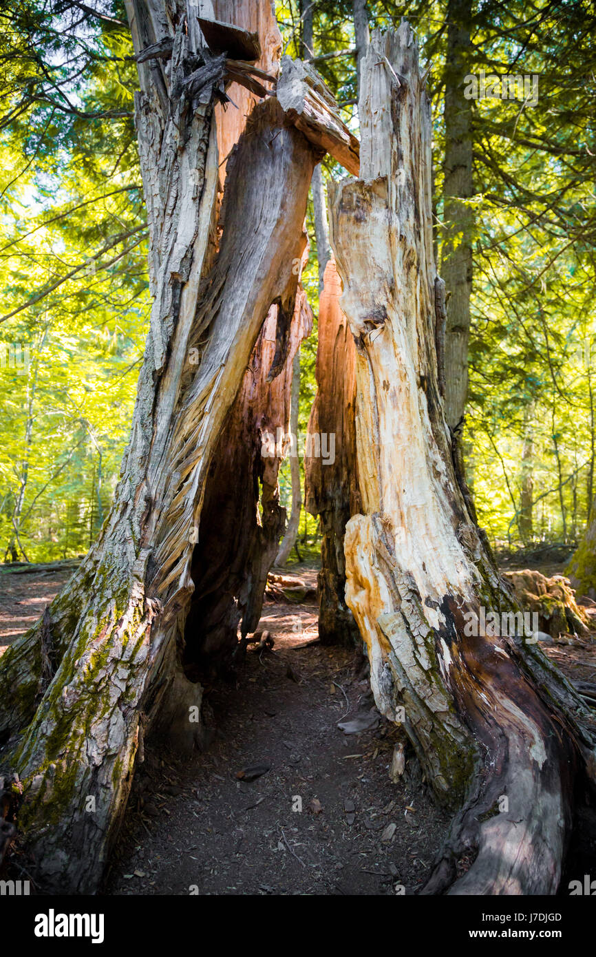 Dead tree branch high up in the trees hi-res stock photography and ...