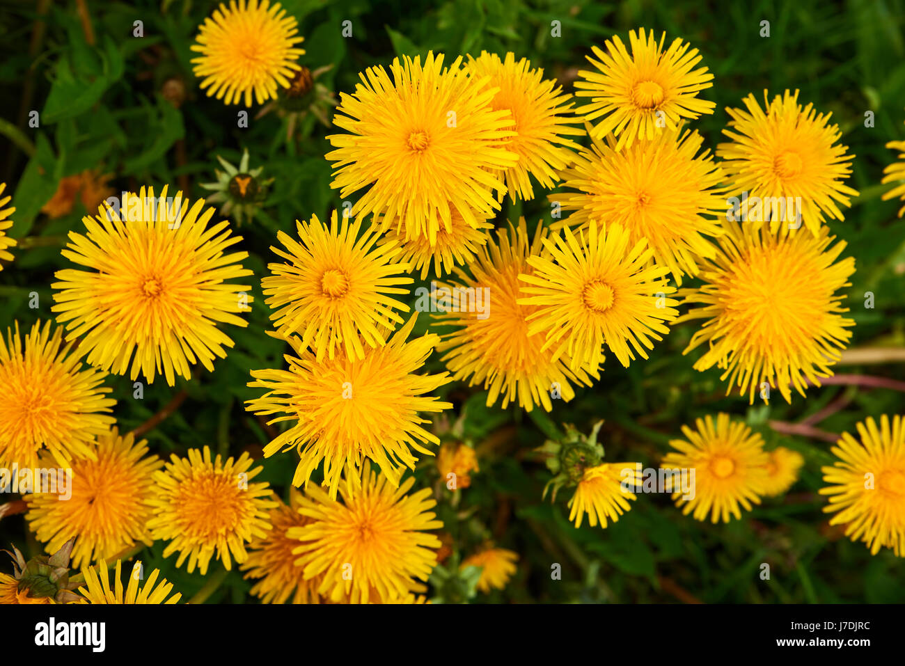 group of dandelion Stock Photo - Alamy