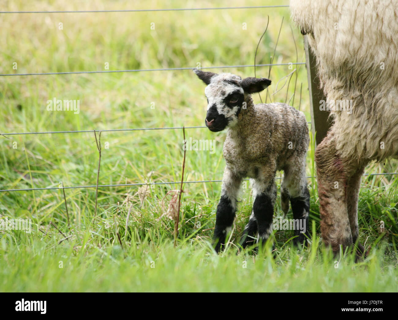 animal sheep farm paddock baby newborn child newborn infant newborn ...