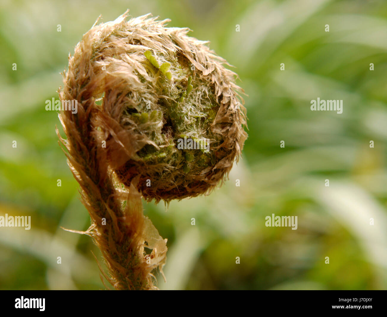 Curly offshoot hi-res stock photography and images - Alamy