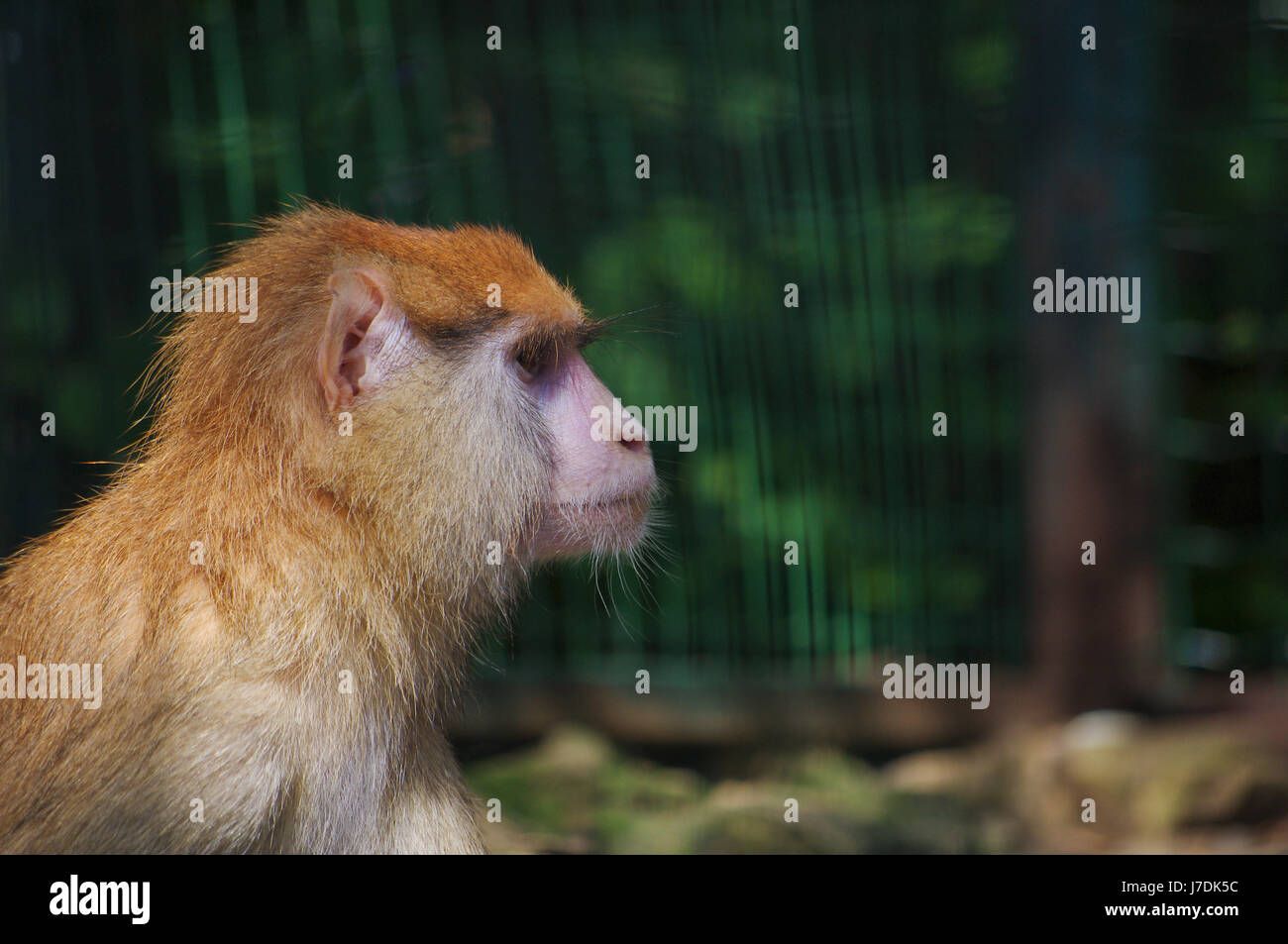 animal monkey baboon thinking animal mammal animals monkey zoo branch ...