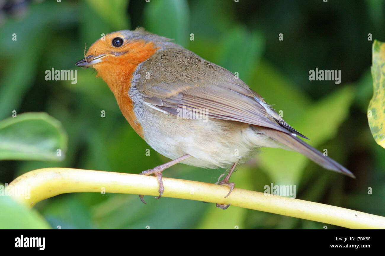 Robin eating insect hi-res stock photography and images - Alamy