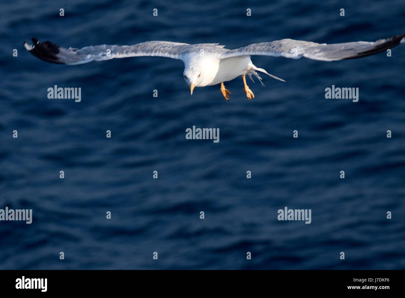 bird albatross salt water sea ocean water white seagull gull blue shine ...