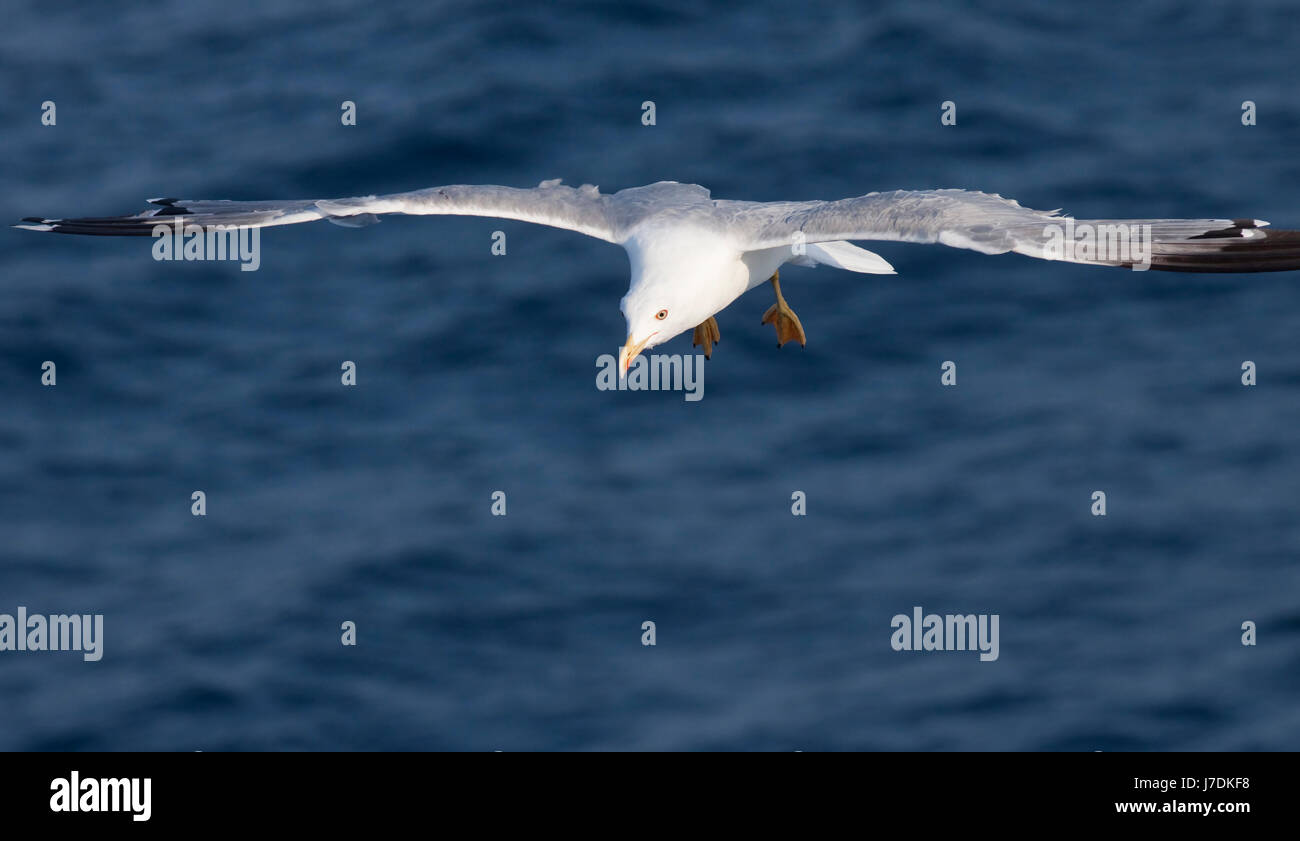 bird albatross salt water sea ocean water white seagull gull blue shine ...