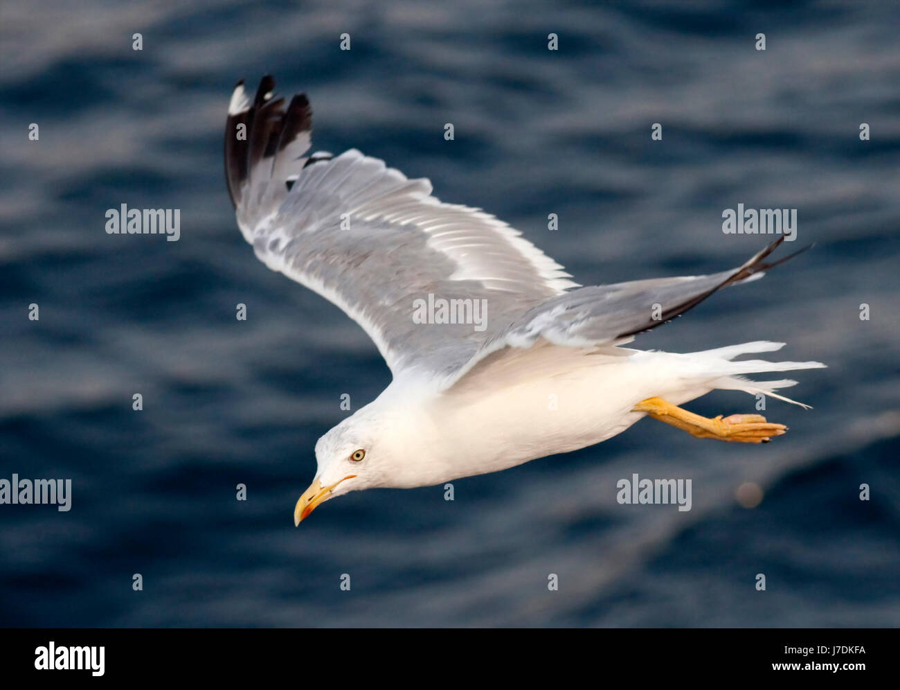 bird albatross salt water sea ocean water white seagull gull blue shine ...