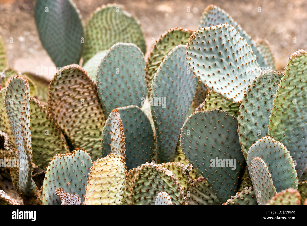 desert wasteland dry dried up barren cacti cactus plants lawn green ...