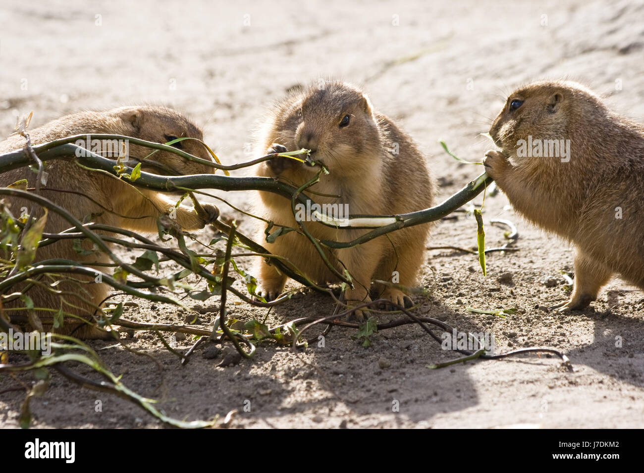 animal mammal animals rodent mammals animal mammal ground soil earth ...