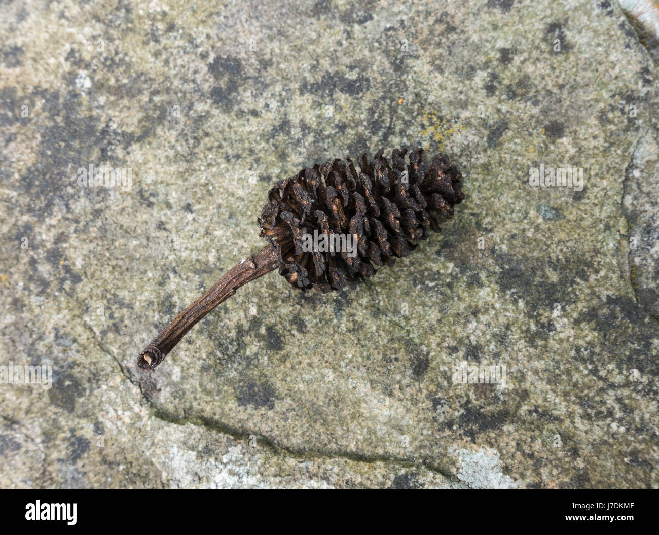 Fruit of Grey Alder Stock Photo - Alamy